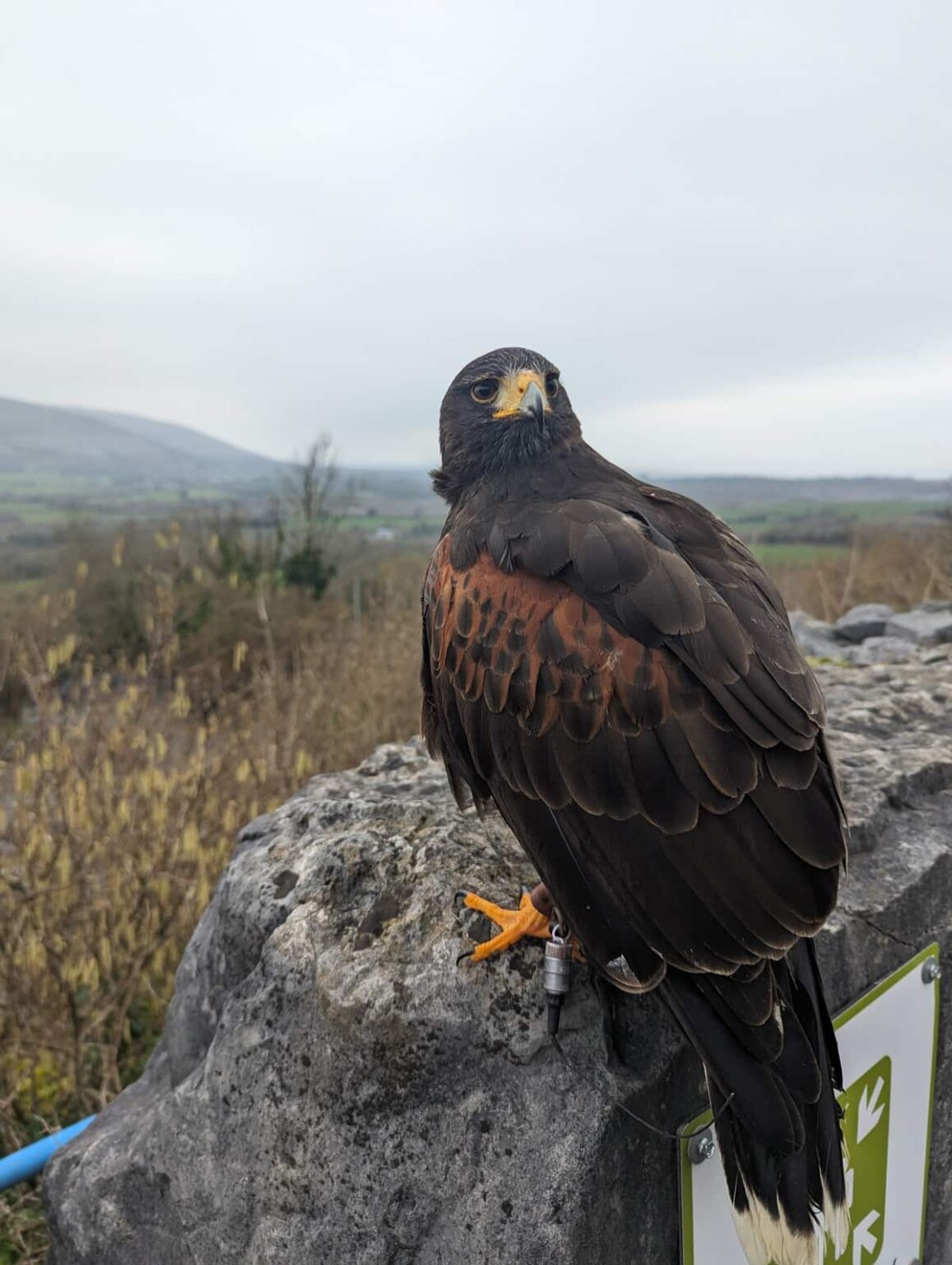 Where to Experience Falconry & Hawk Walks in Ireland