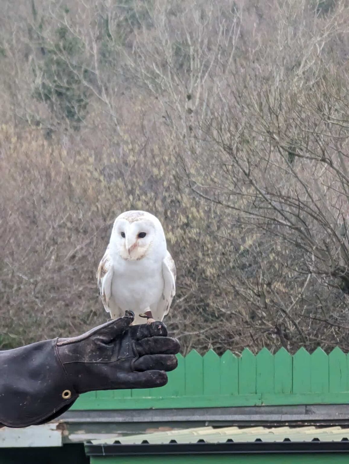 Where to Experience Falconry & Hawk Walks in Ireland