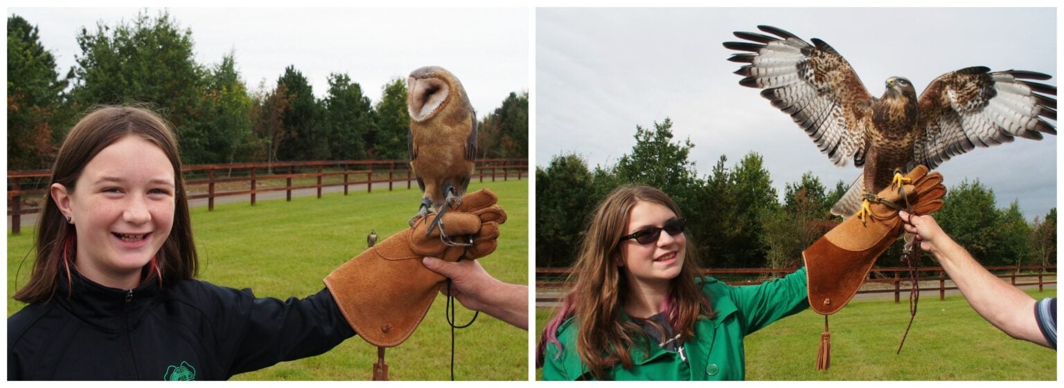 Where to Experience Falconry & Hawk Walks in Ireland